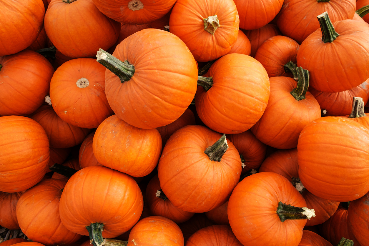 Nutrition Facts about Pumpkins - Food Gardening Network Nutrition Facts about Pumpkins - Food Gardening Network