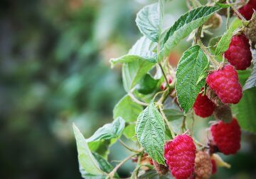 Anne Raspberries - Food Gardening Network