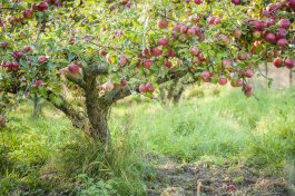Watering Fruit Trees: When to Do it, and When to Avoid it - Food ...