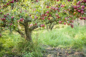 Watering Fruit Trees: When to Do it, and When to Avoid it - Food ...