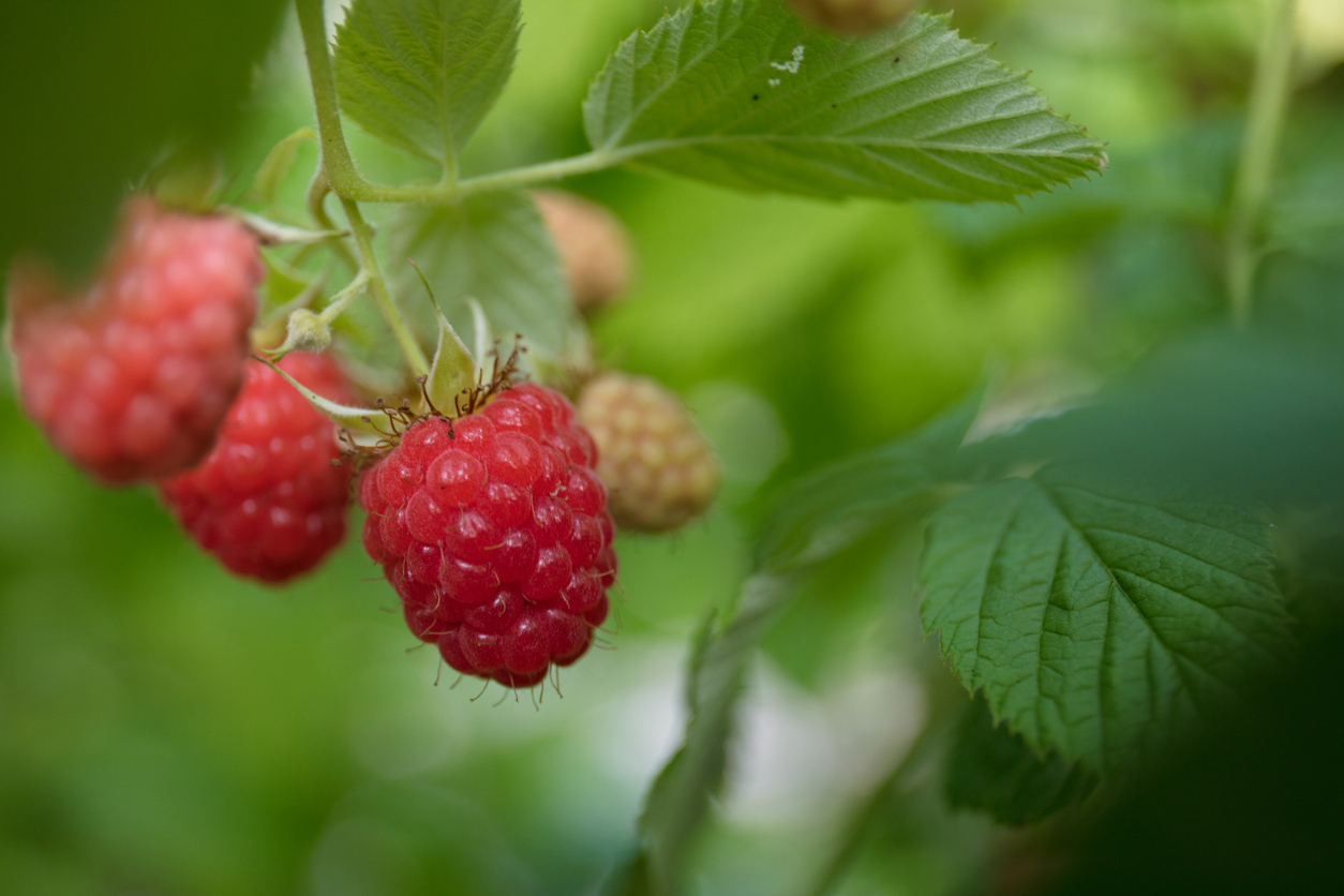 Raspberries Rule! Gardening Guide – Food Gardening Network