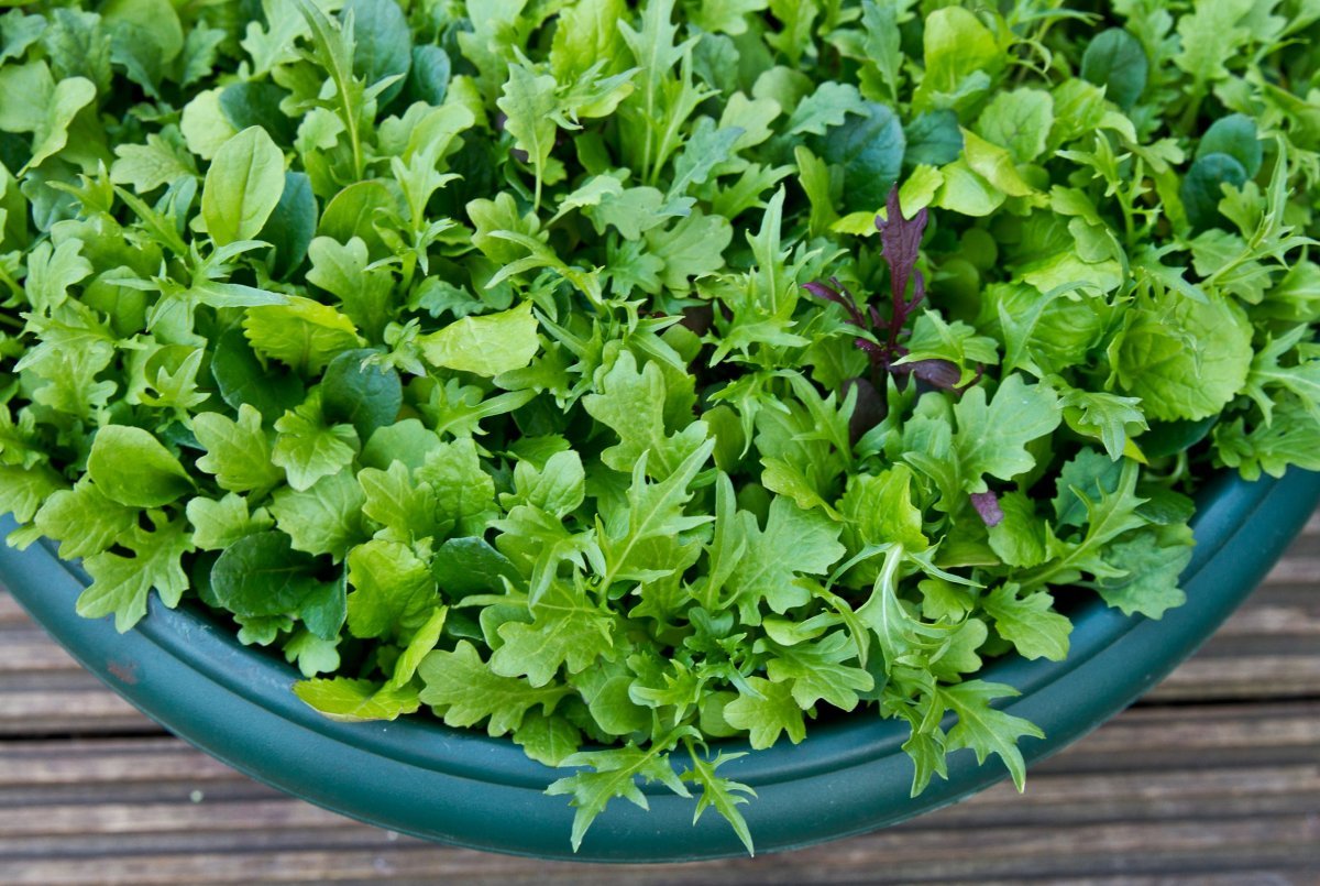 7 Shallow Root Vegetables That Grow Great In Containers And Tough Spots