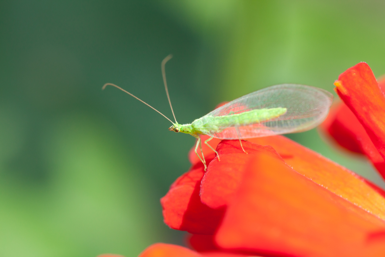 10 Common Garden Bugs That Are Actually Good for Your Plants - Food ...