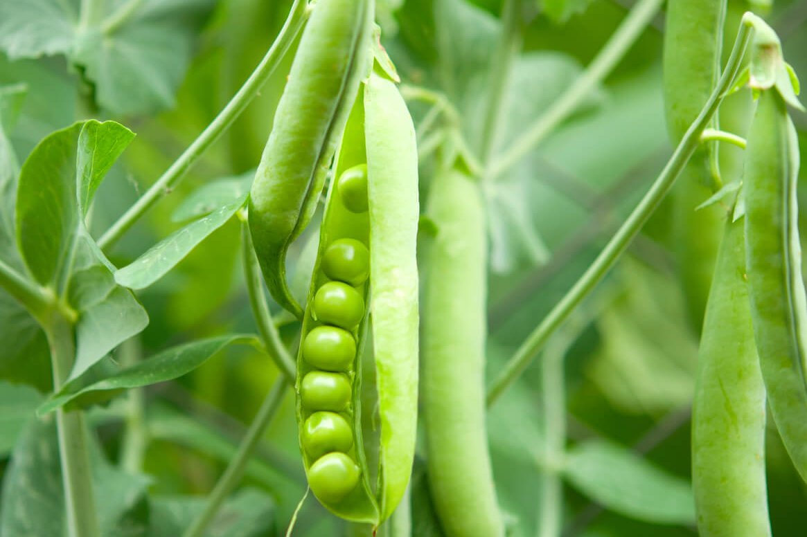 Home Remedies & Health Benefits of Peas - Food Gardening Network