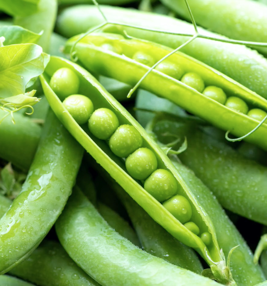 What to Plant in April in USDA Zones 4-6 - Food Gardening Network