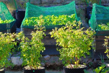 Growing Raspberries in Open Land, in Raised Beds, or in Containers ...