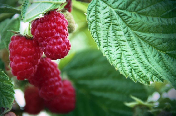 Raspberry Shortcake Raspberries - Food Gardening Network