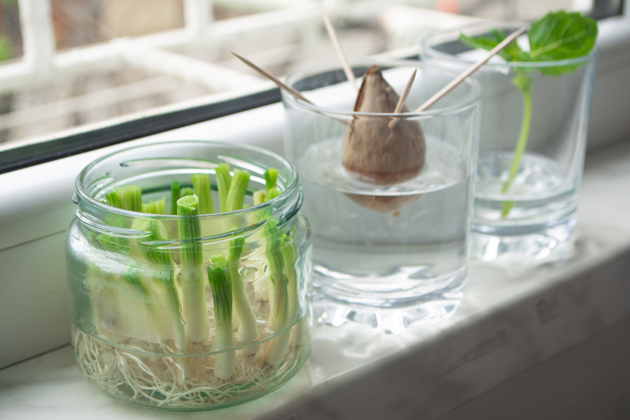 Choosing to Grow Scallions from Seeds or Seedlings - Food Gardening Network