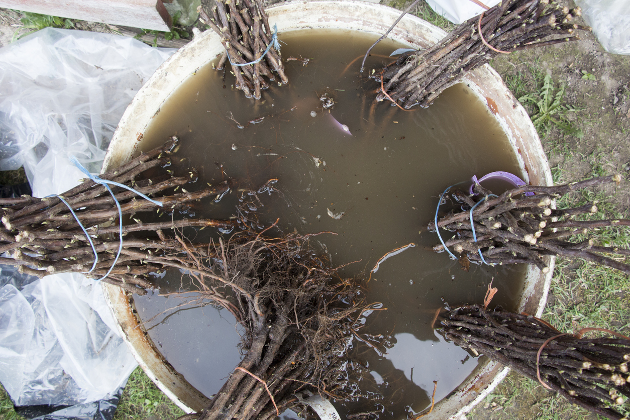 Planting and Pruning Raspberries - Food Gardening Network