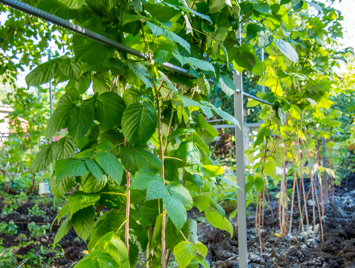 Essential Tools and Equipment for Growing Raspberries - Food Gardening Network