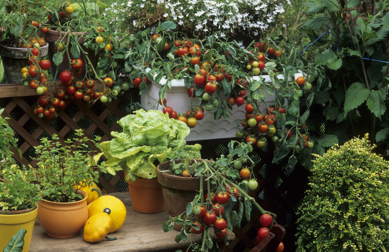 The Easiest Vegetables to Grow in Pots - Food Gardening Network