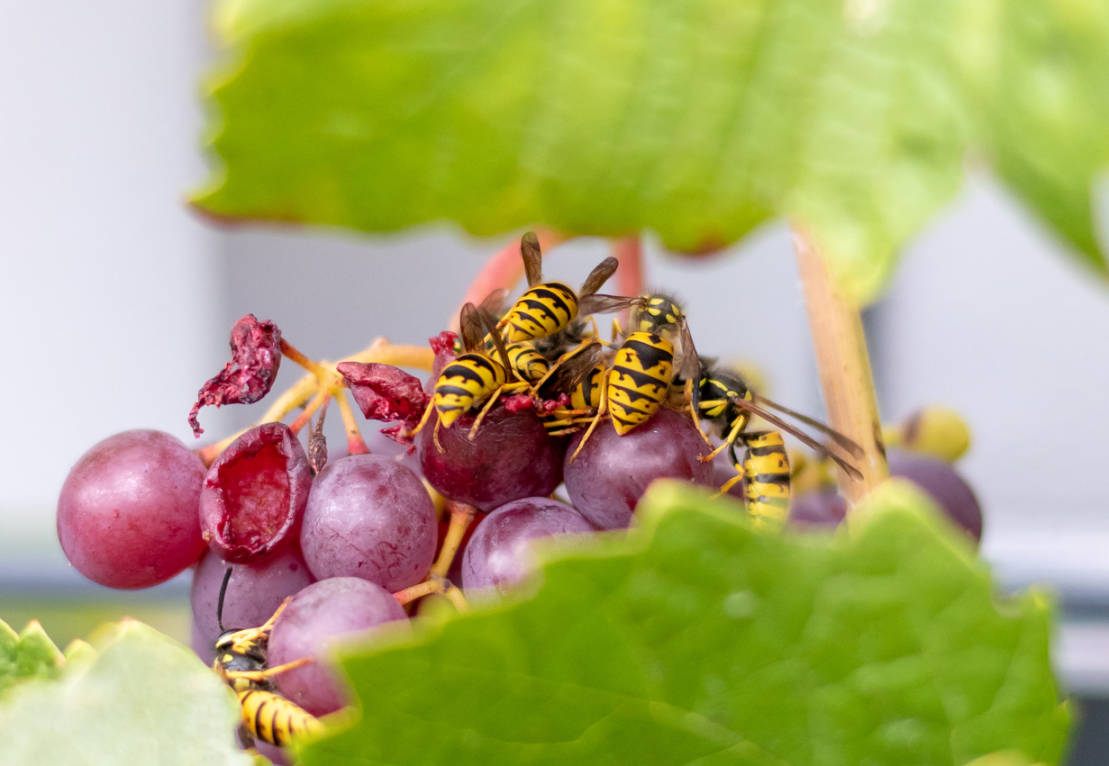 Dealing with Grape Pests - Food Gardening Network