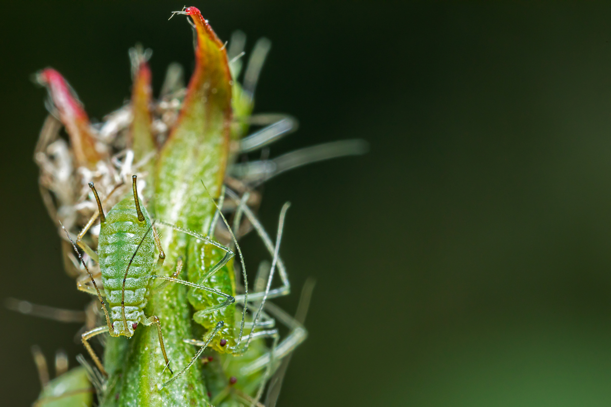 Dealing with Grape Pests - Food Gardening Network