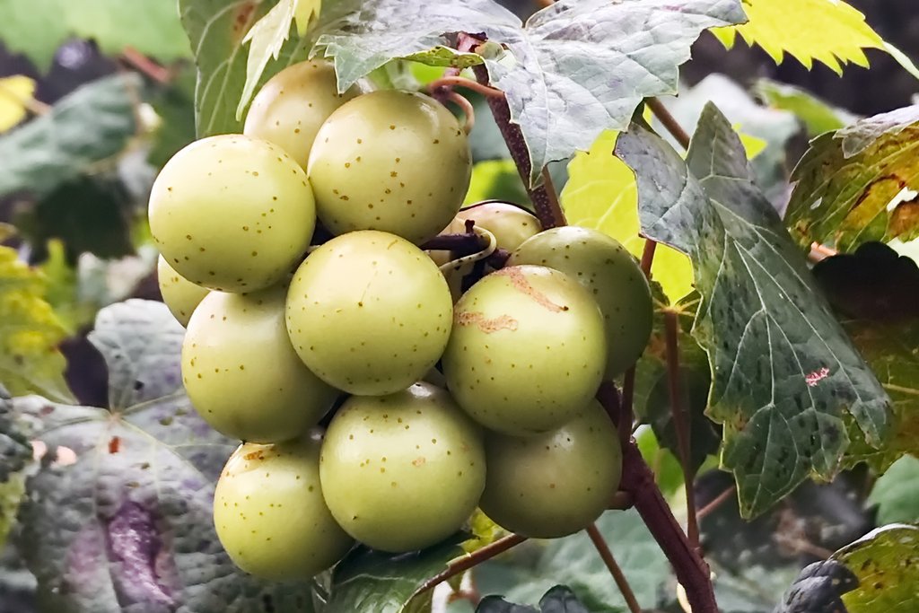 Scuppernong Grapes - Food Gardening Network