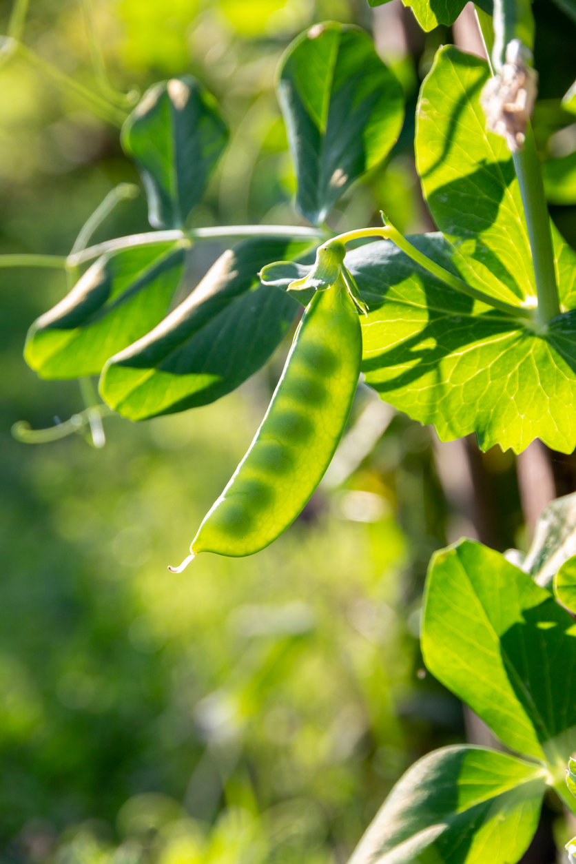 The Best Way to Plant Peas (and 3 of the Best Peas to Grow) - Food ...