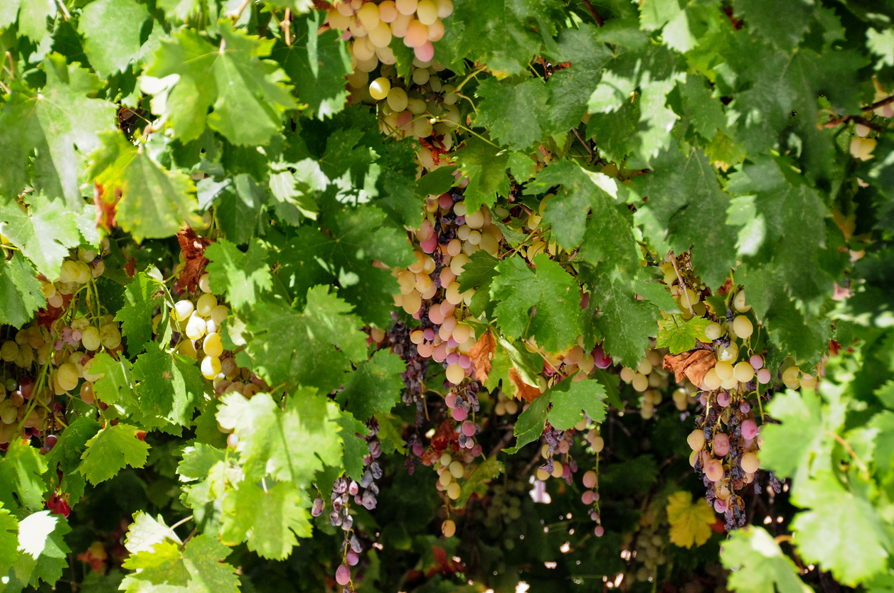 Types of Grapevines - Food Gardening Network