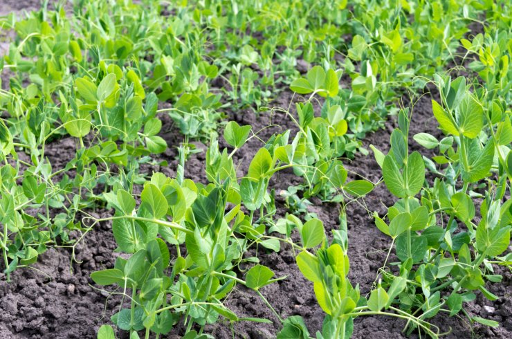 The Easy Peasy Guide to Growing Pea Plants: All You Need to Know About ...