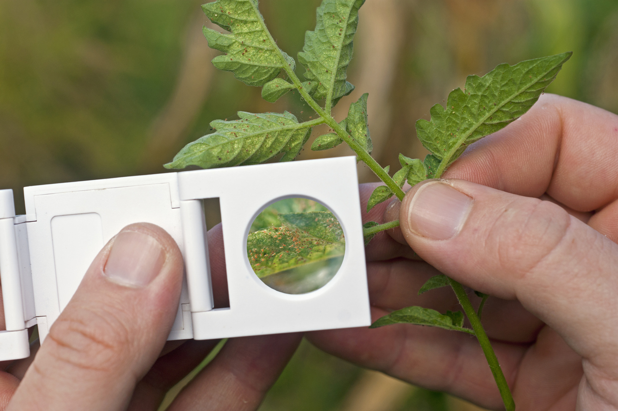 What Are These White Tiny Bugs on Plants in my Garden? - Food Gardening ...