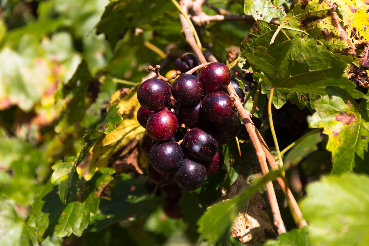 Types of Grapevines - Food Gardening Network