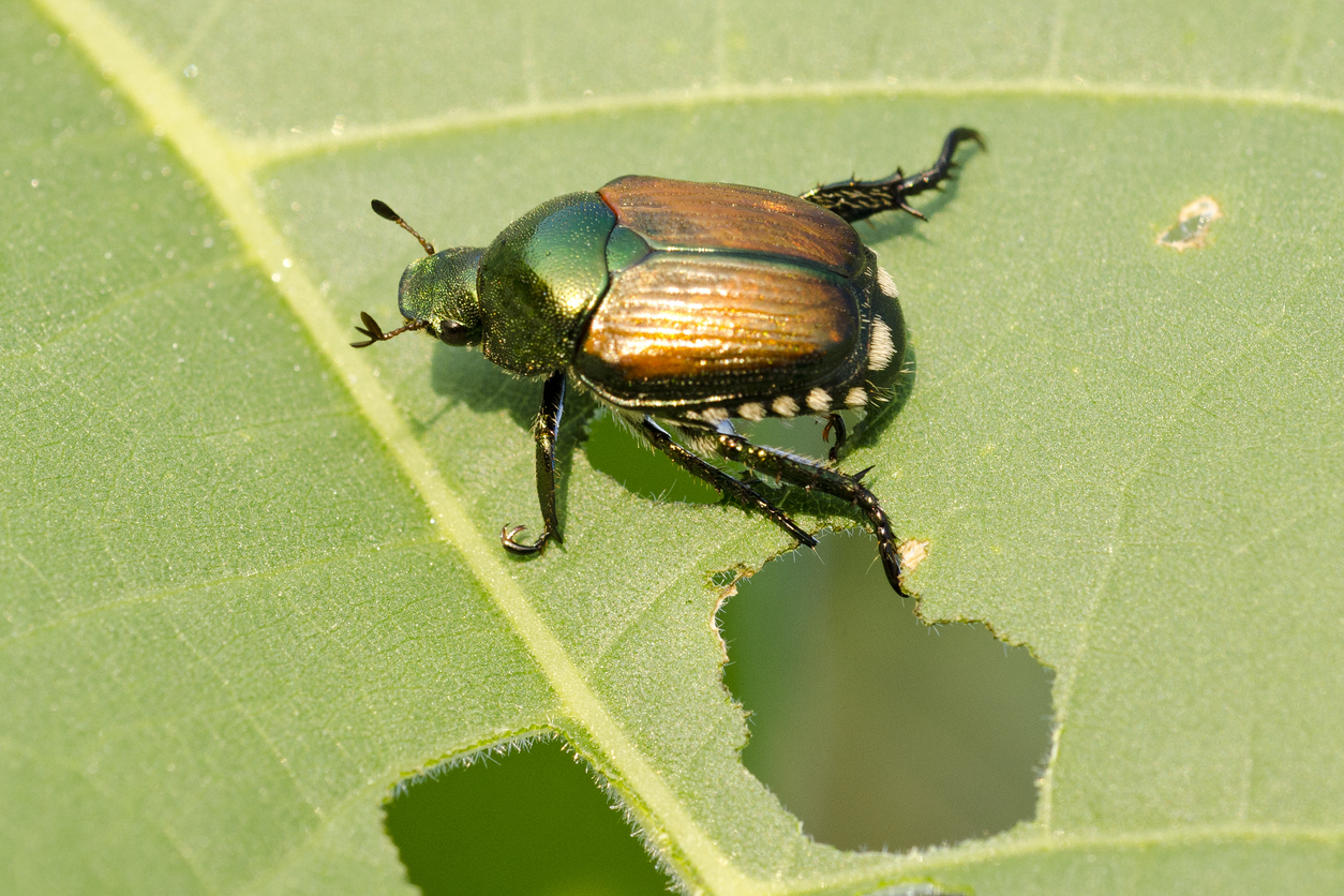 How to Stop the Japanese Flying Beetle From Destroying Your Garden ...