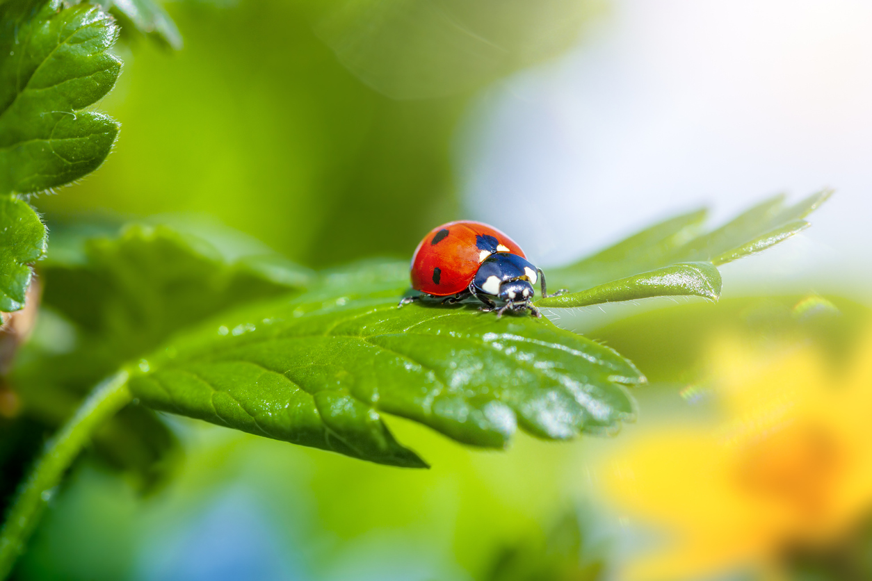 10 Common Garden Bugs That Are Actually Good for Your Plants - Food ...