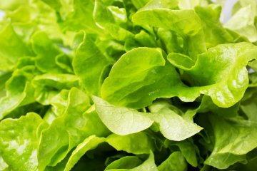 Late-Season Crops for Planting Vegetables in the Fall - Food Gardening ...