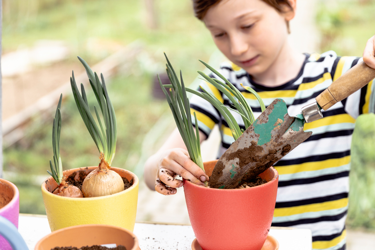 Choosing to Grow Scallions from Seeds or Seedlings - Food Gardening Network