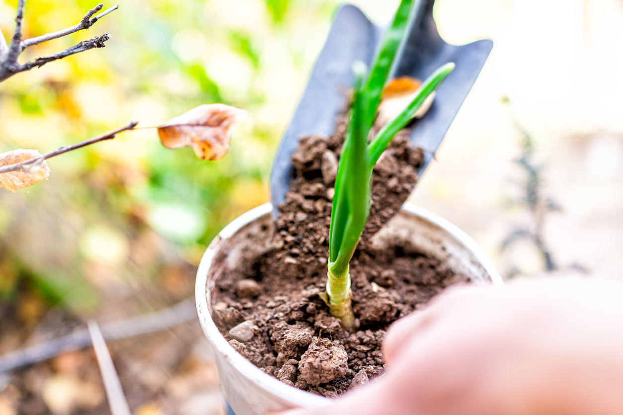 Choosing to Grow Scallions from Seeds or Seedlings - Food Gardening Network