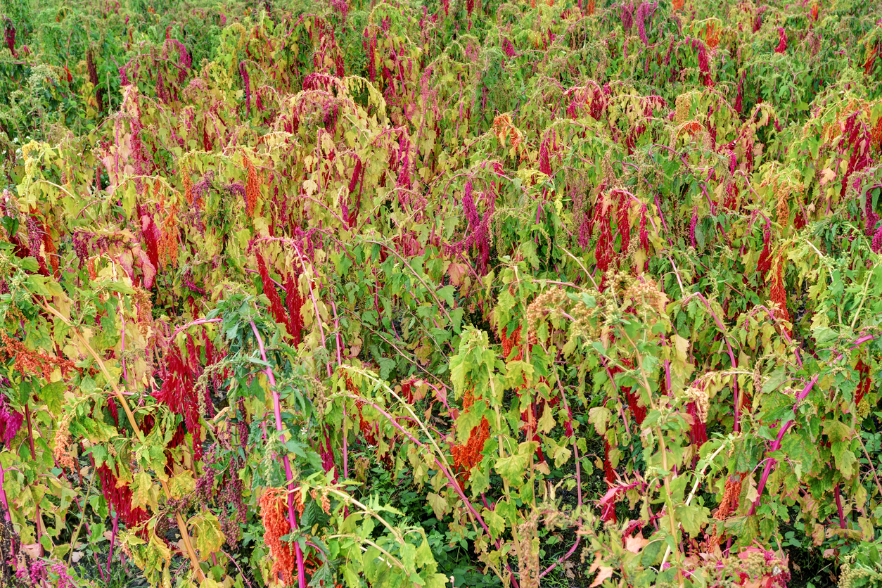 Brightest Brilliant Rainbow Red Quinoa - Food Gardening Network
