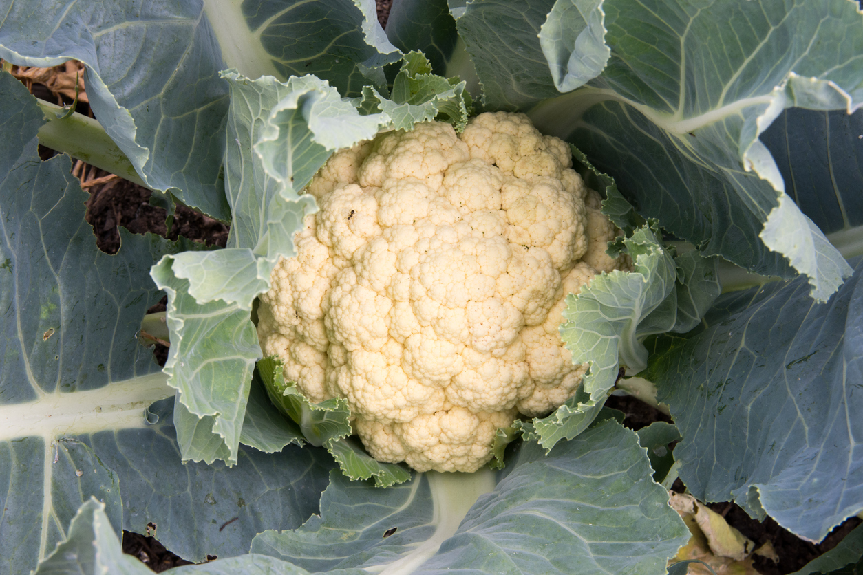 Caring for Cauliflower in the Garden - Food Gardening Network
