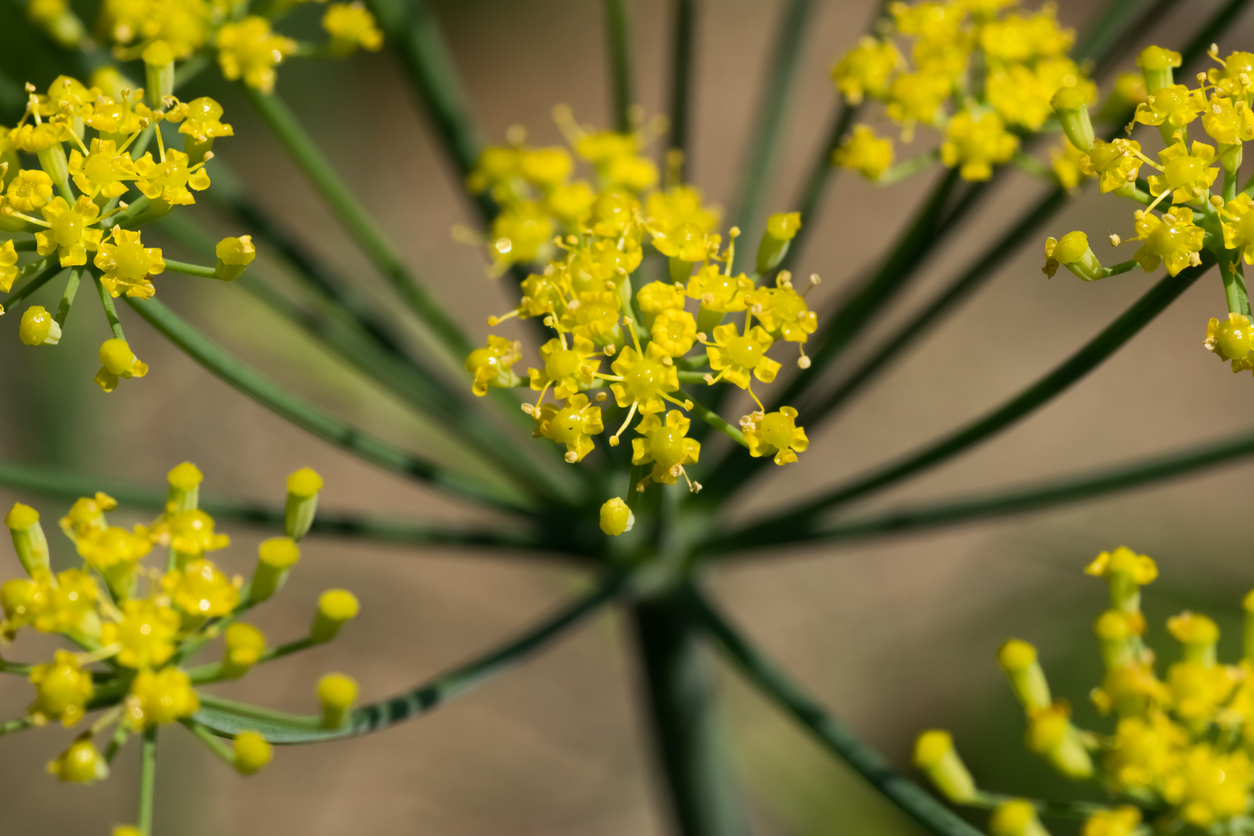 Fennel: How to Grow this Herb and Spice in Your Garden – Food Gardening ...
