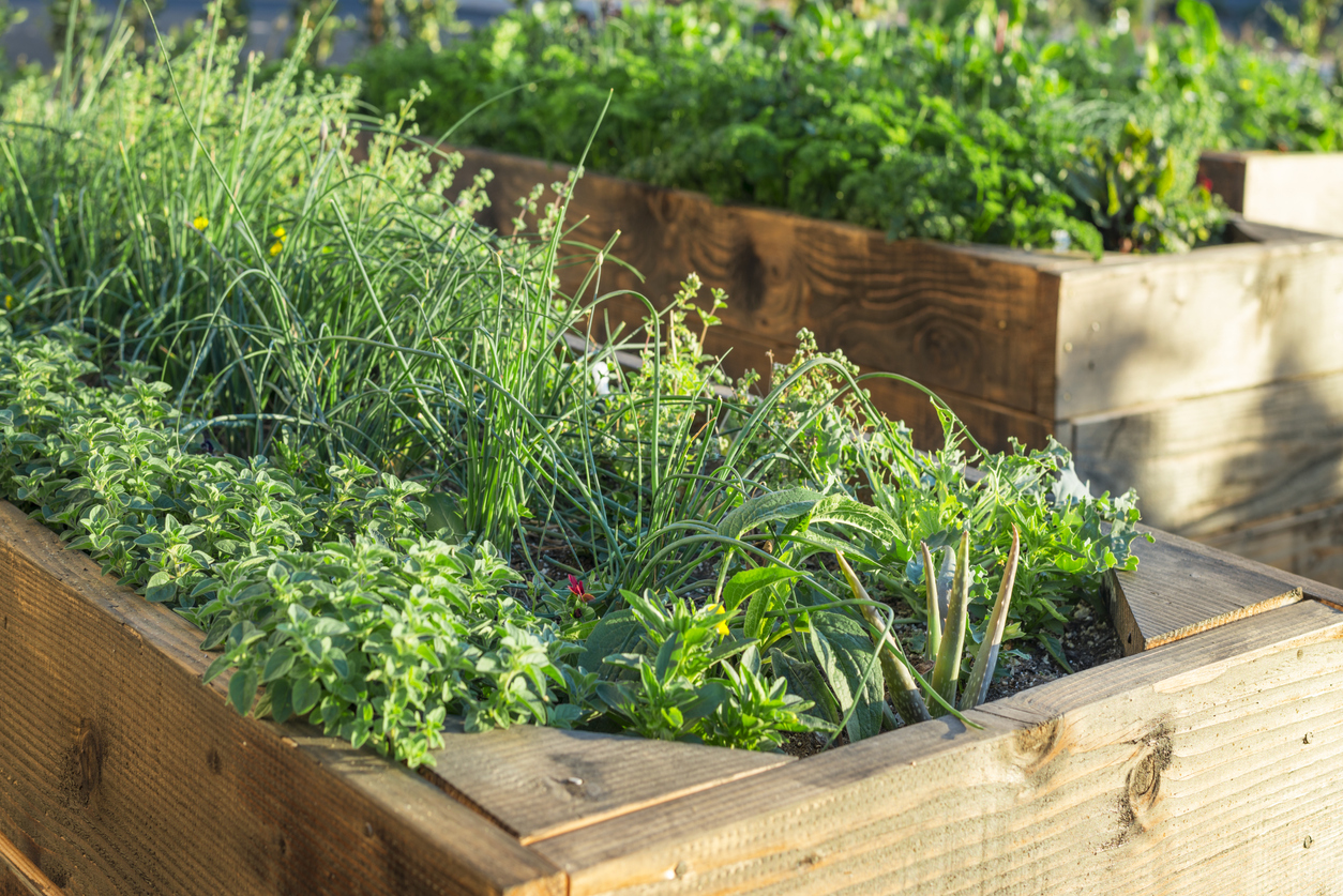 How to Make a Mediterranean Herb Box Garden for Greek Cooking - Food ...