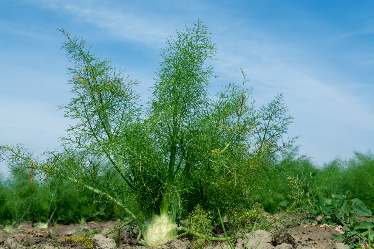 Orion Fennel - Food Gardening Network