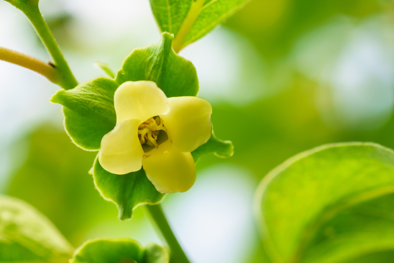 The 10 Most Beautiful Flowering Fruit Trees - Food Gardening Network