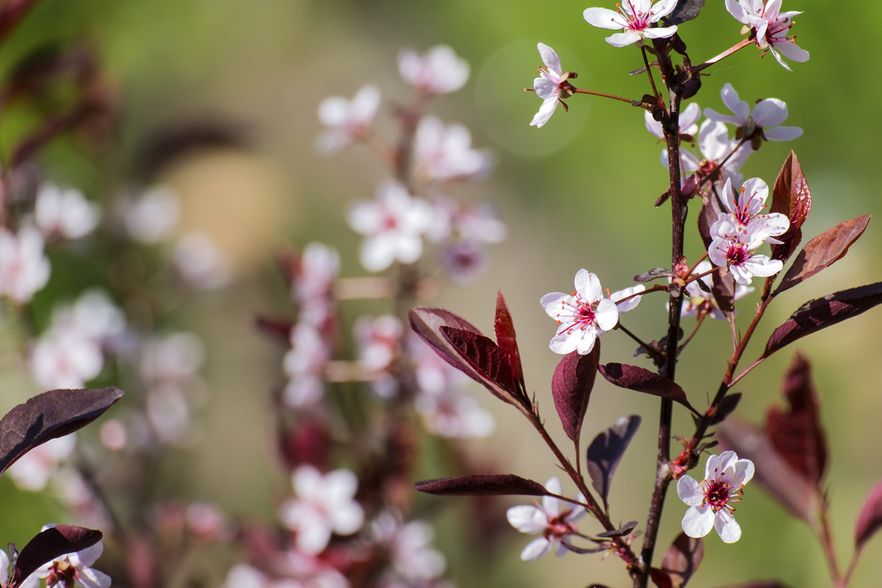 The 10 Most Beautiful Flowering Fruit Trees - Food Gardening Network
