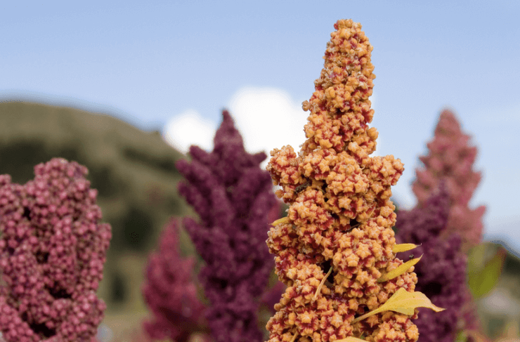 The Easy Quinoa Growing Guide: Your Complete Guide to Growing ...