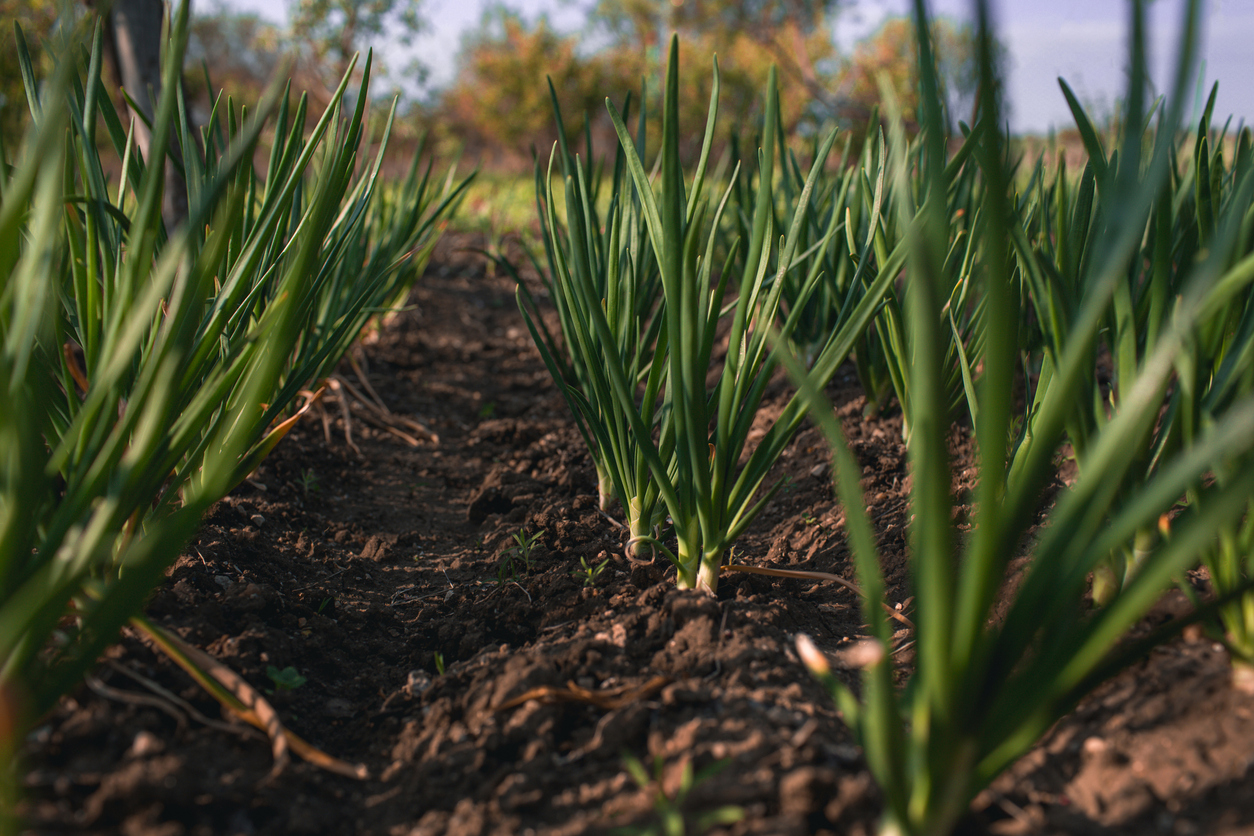 The Right Sunlight for Your Scallions - Food Gardening Network