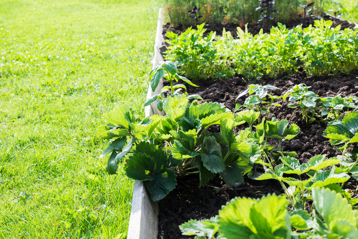 Planting Strawberries in the Ground, Raised Beds or Containers - Food ...