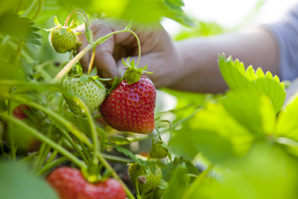 Harvesting your Strawberries - Food Gardening Network