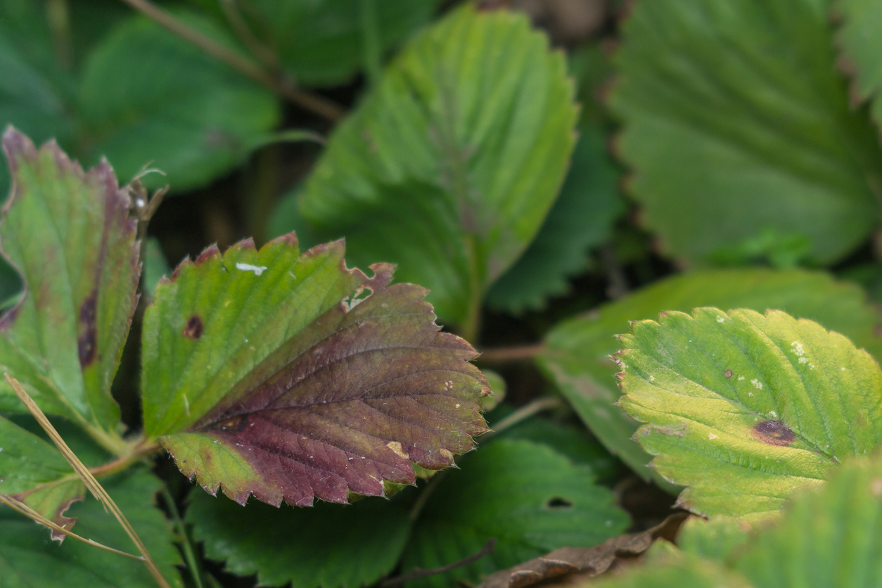 Dealing with Strawberry Diseases - Food Gardening Network