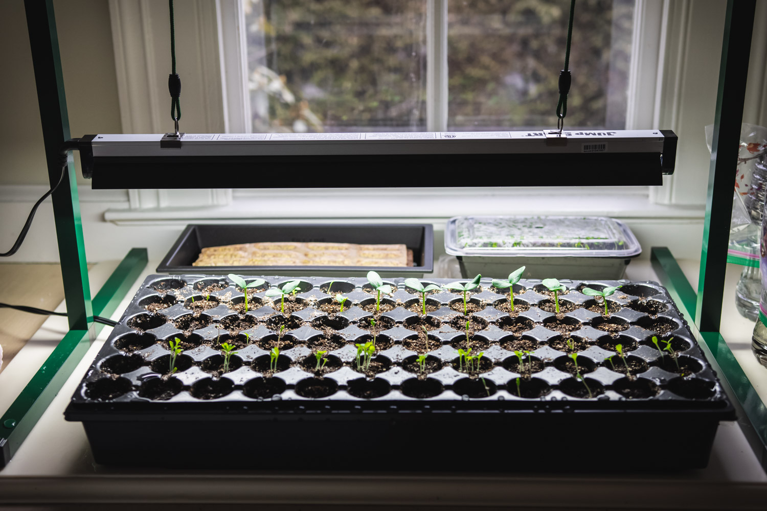 How to Start Seeds Indoors: Grow Kits vs. DIY Methods - Food Gardening ...