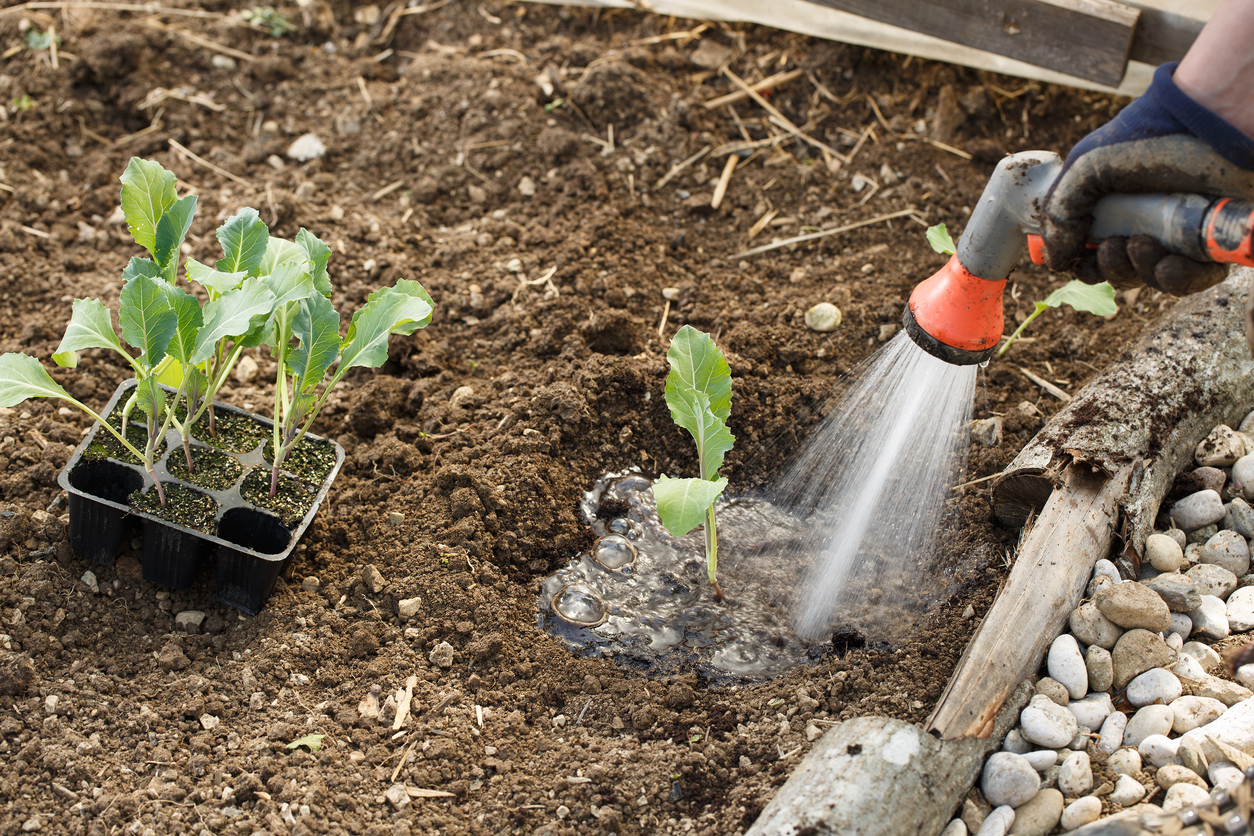 Growing Cauliflower in Containers - Food Gardening Network