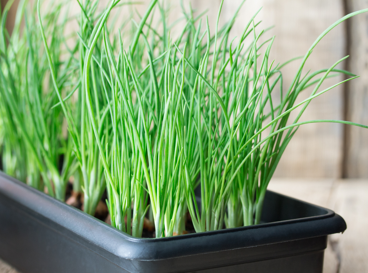 Growing Scallions in Open Land, in Containers, or in Raised Beds - Food ...
