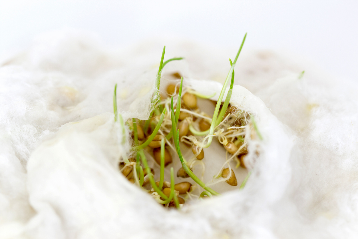 3 Seed Germination Methods That Don't Require Soil - Food Gardening Network