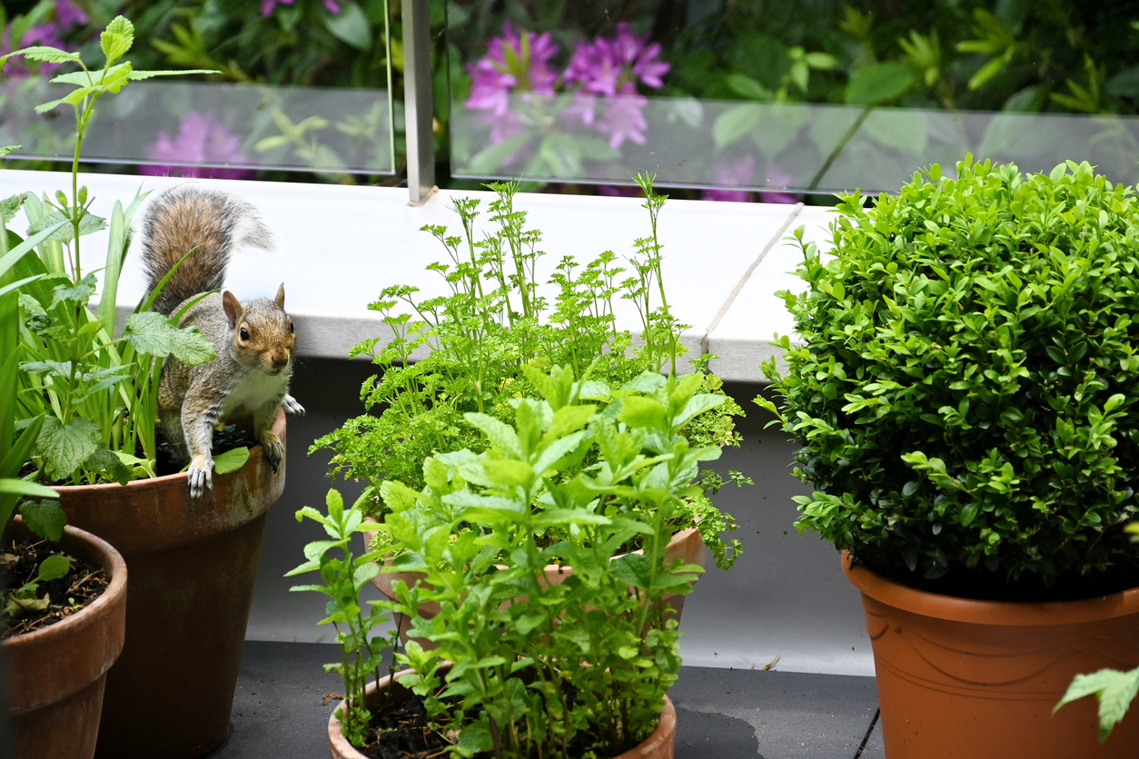 How to Keep Your Balcony Vegetables Safe from Critters - Food Gardening ...
