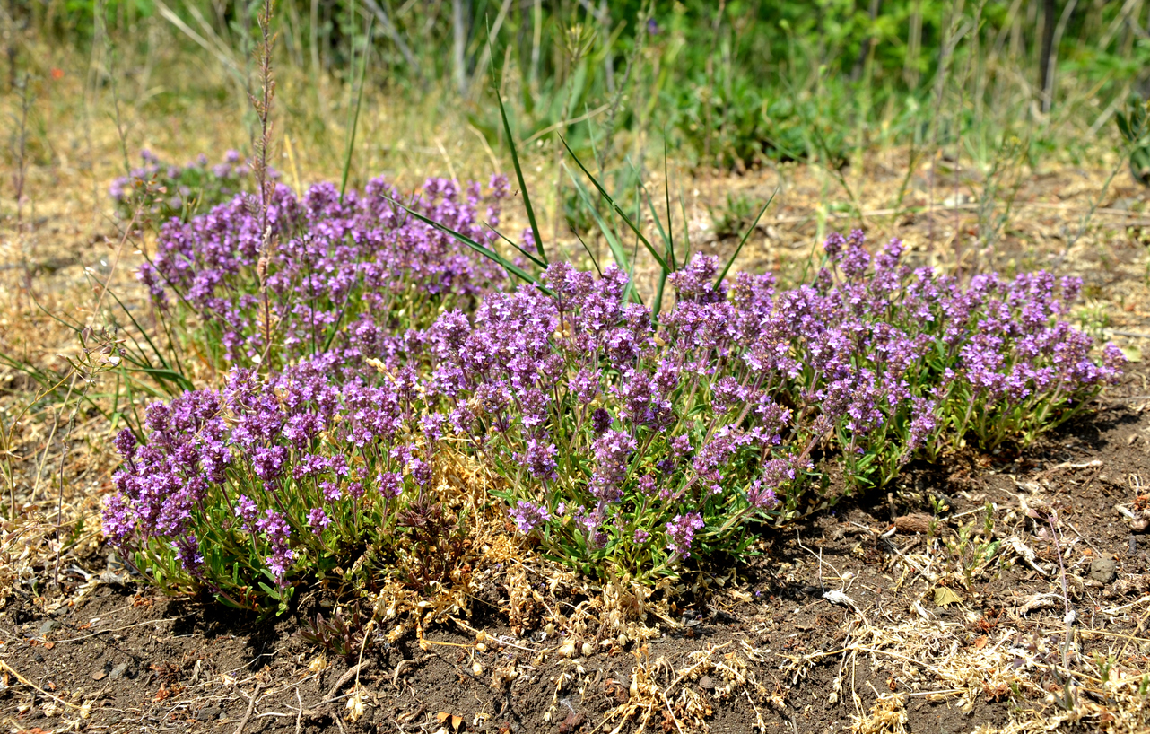 How to Spot, Treat, and Prevent Thyme Diseases - Food Gardening Network