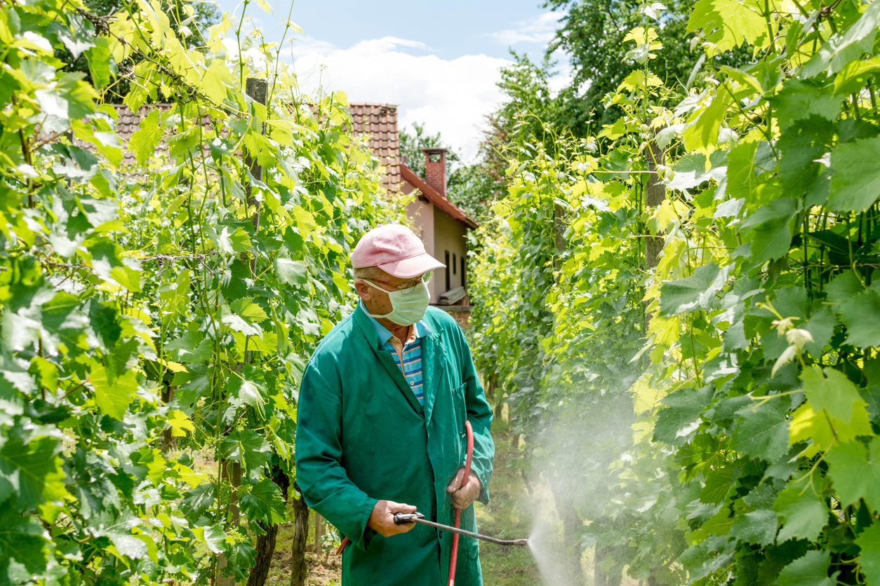 How to Stop Vegetable Diseases from Invading Your Garden - Food ...