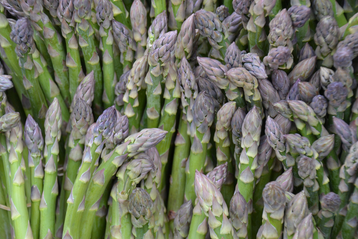 Introduction to Asparagus - Food Gardening Network