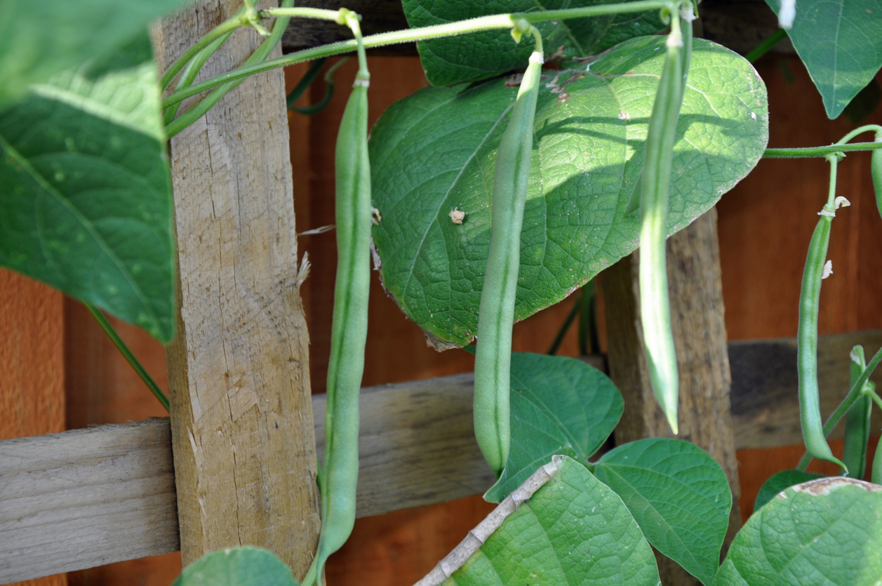 7 Types of Beans to Grow to Add Color to Your Vegetable Garden - Food ...