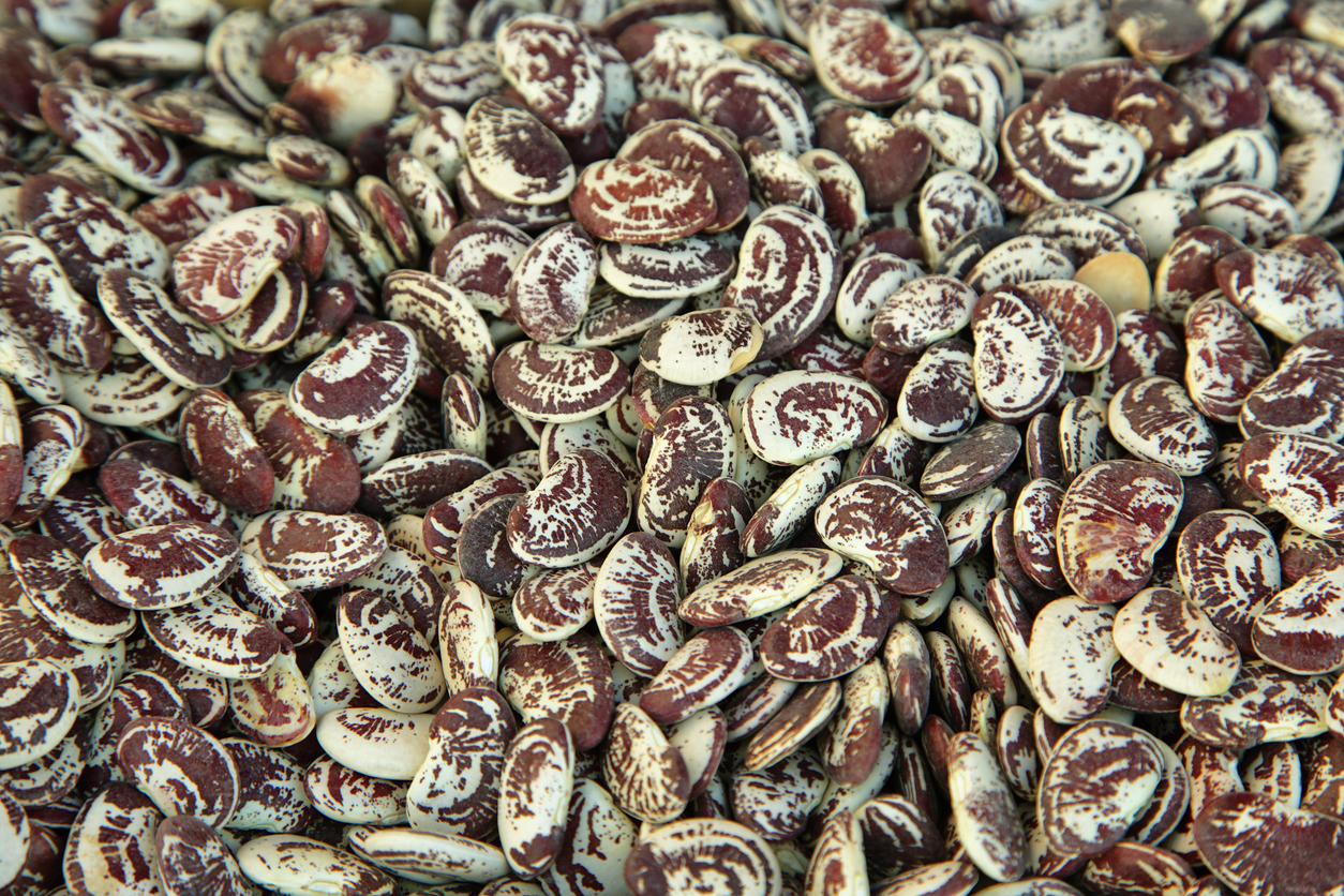 7 Types of Beans to Grow to Add Color to Your Vegetable Garden - Food ...